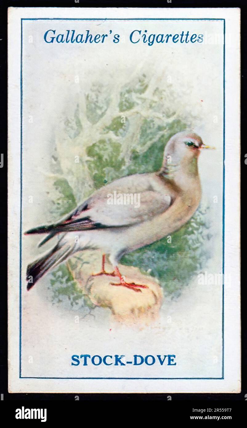 Stock-Dove - Vintage Cigarette Card Stock Photo - Alamy