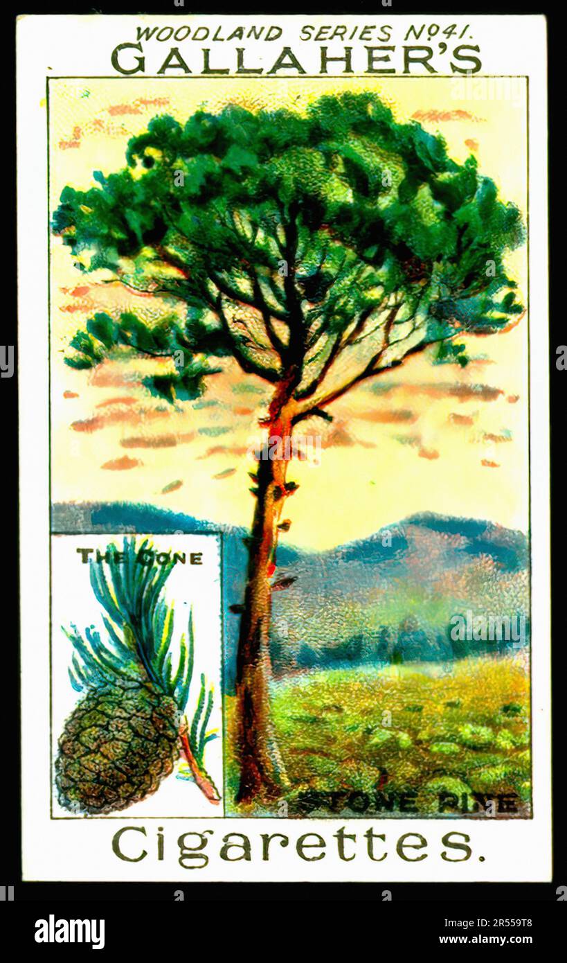 Stone Pine Tree - Vintage Cigarette Card Stock Photo - Alamy