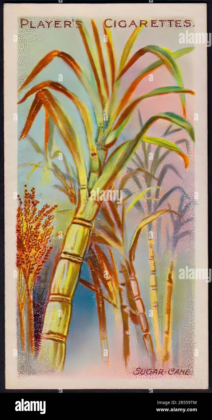 Sugar Cane - Vintage Cigarette Card Stock Photo - Alamy