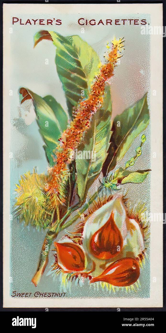 Sweet Chestnut - Vintage Cigarette Card Stock Photo - Alamy