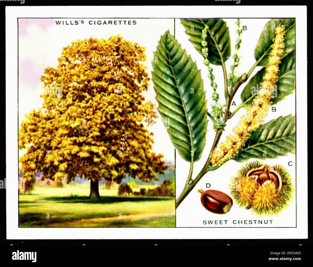 Sweet Chestnut Tree - Vintage Cigarette Card Stock Photo - Alamy