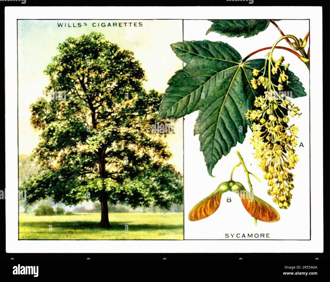 Sycamore Tree - Vintage Cigarette Card Stock Photo - Alamy