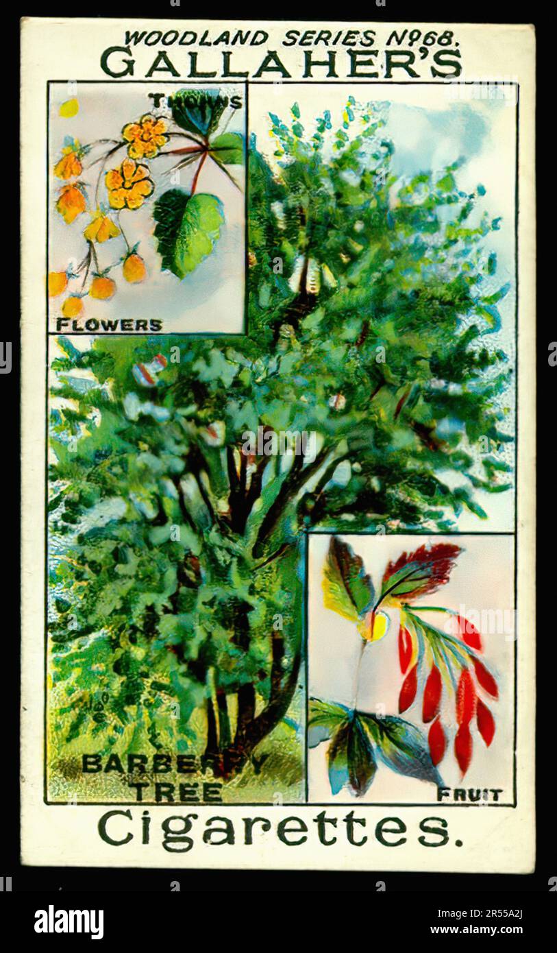 The Barberry Tree - Vintage Cigarette Card Stock Photo - Alamy
