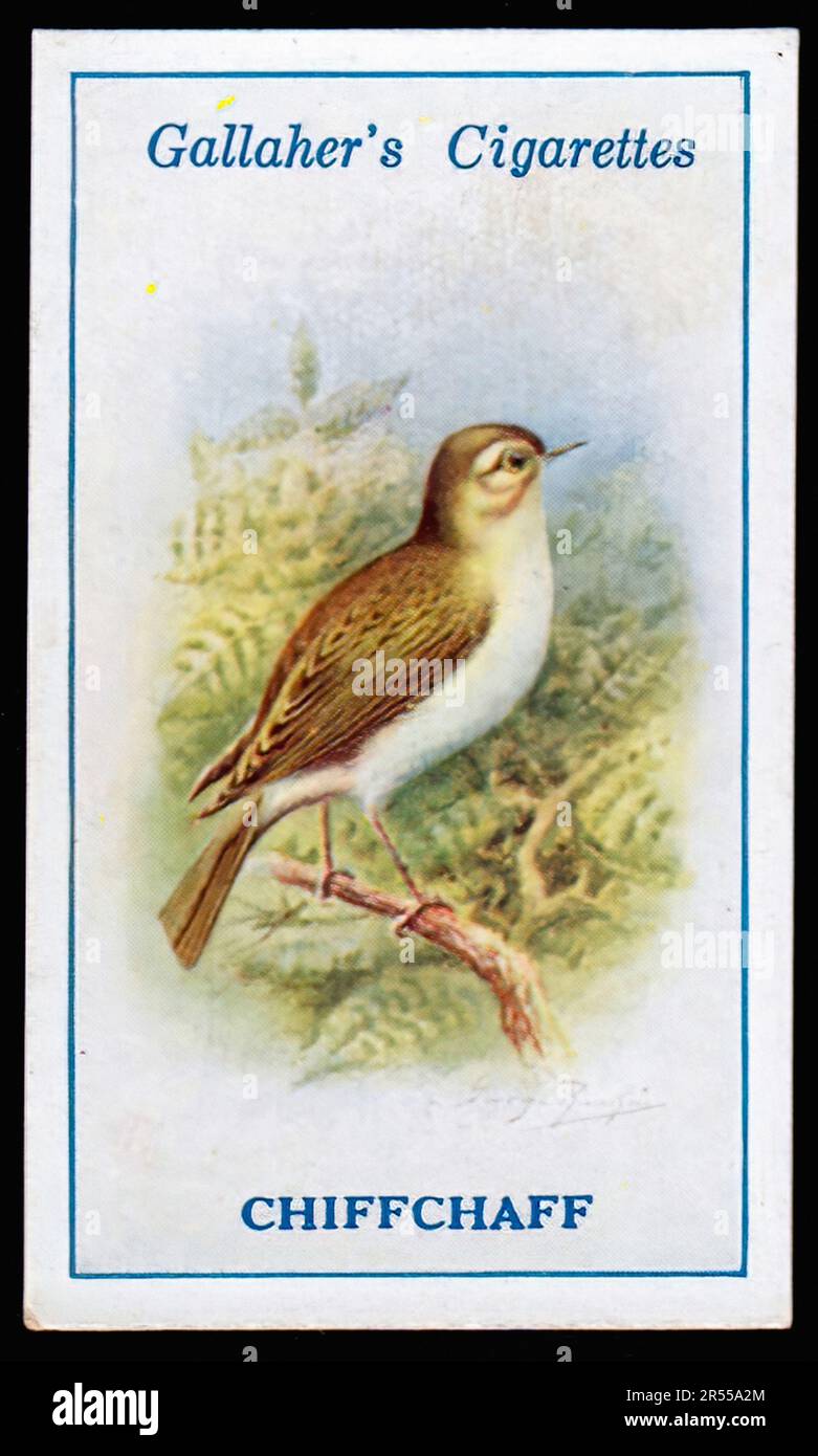 The Chiffchaff - Vintage Cigarette Card Stock Photo - Alamy