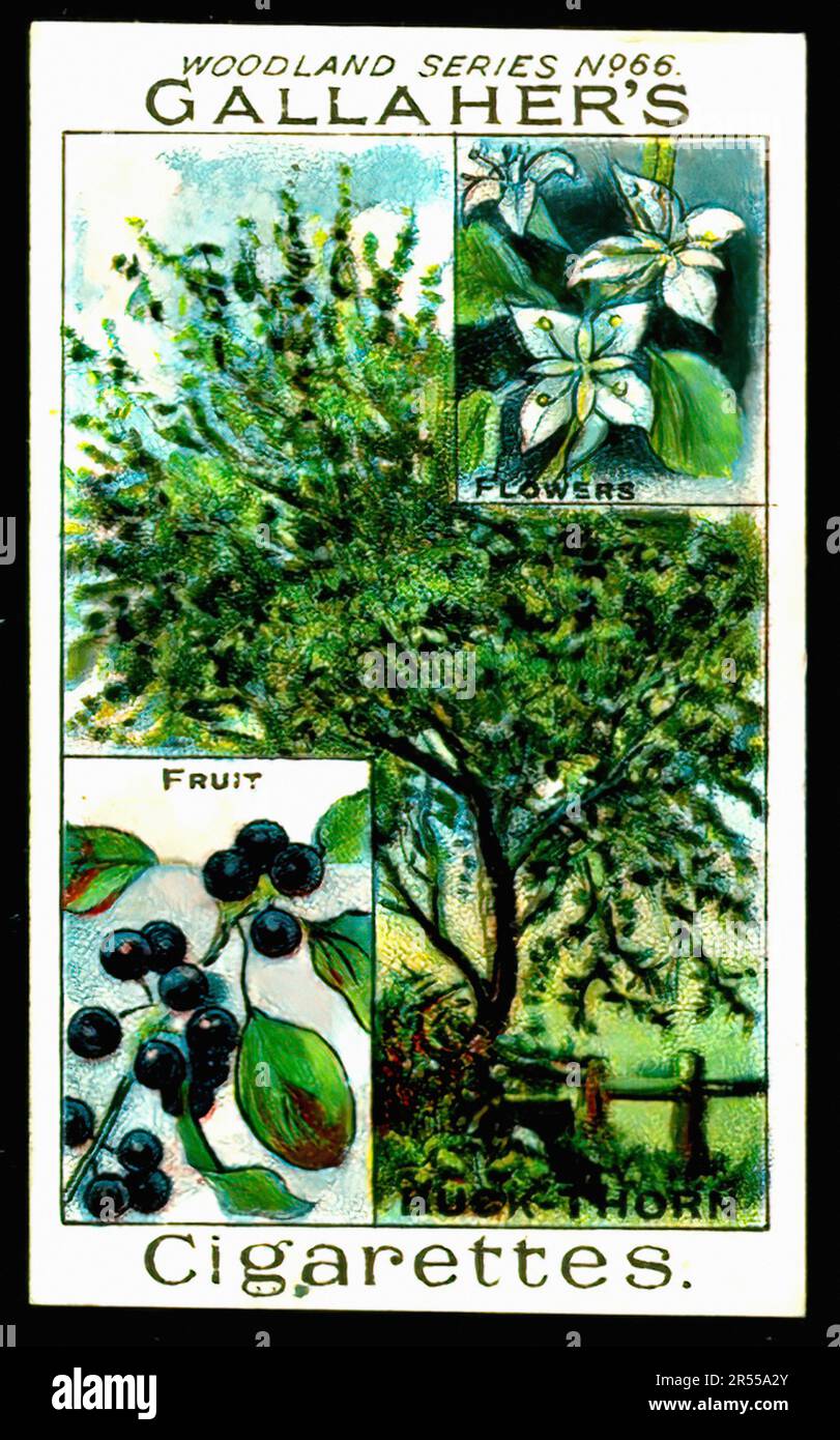 The Buck-Thorn Tree - Vintage Cigarette Card Stock Photo - Alamy