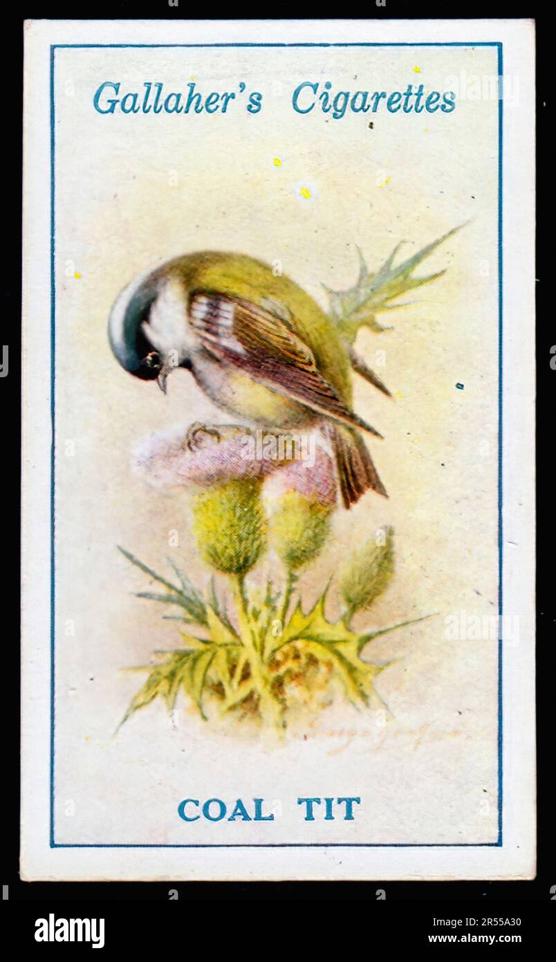 The Coal Tit - Vintage Cigarette Card Stock Photo - Alamy