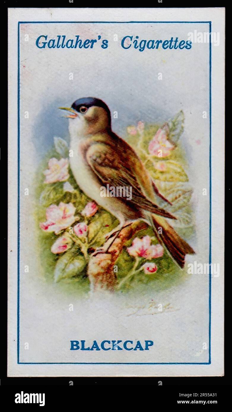 The Blackcap - Vintage Cigarette Card Stock Photo - Alamy