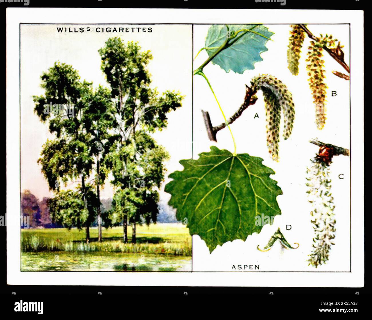 The Aspen Tree - Vintage Cigarette Card Stock Photo - Alamy