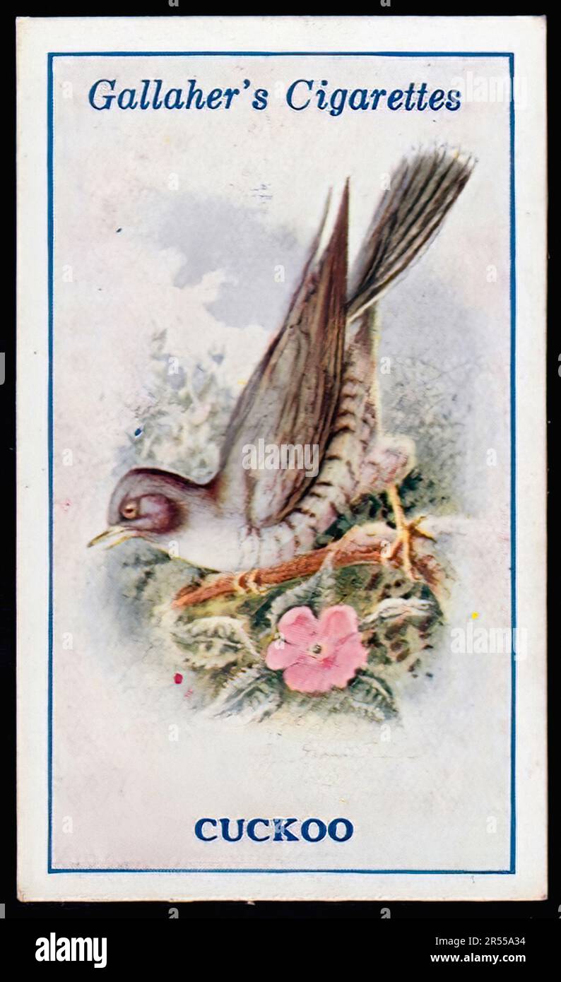 The Cuckoo - Vintage Cigarette Card Stock Photo - Alamy