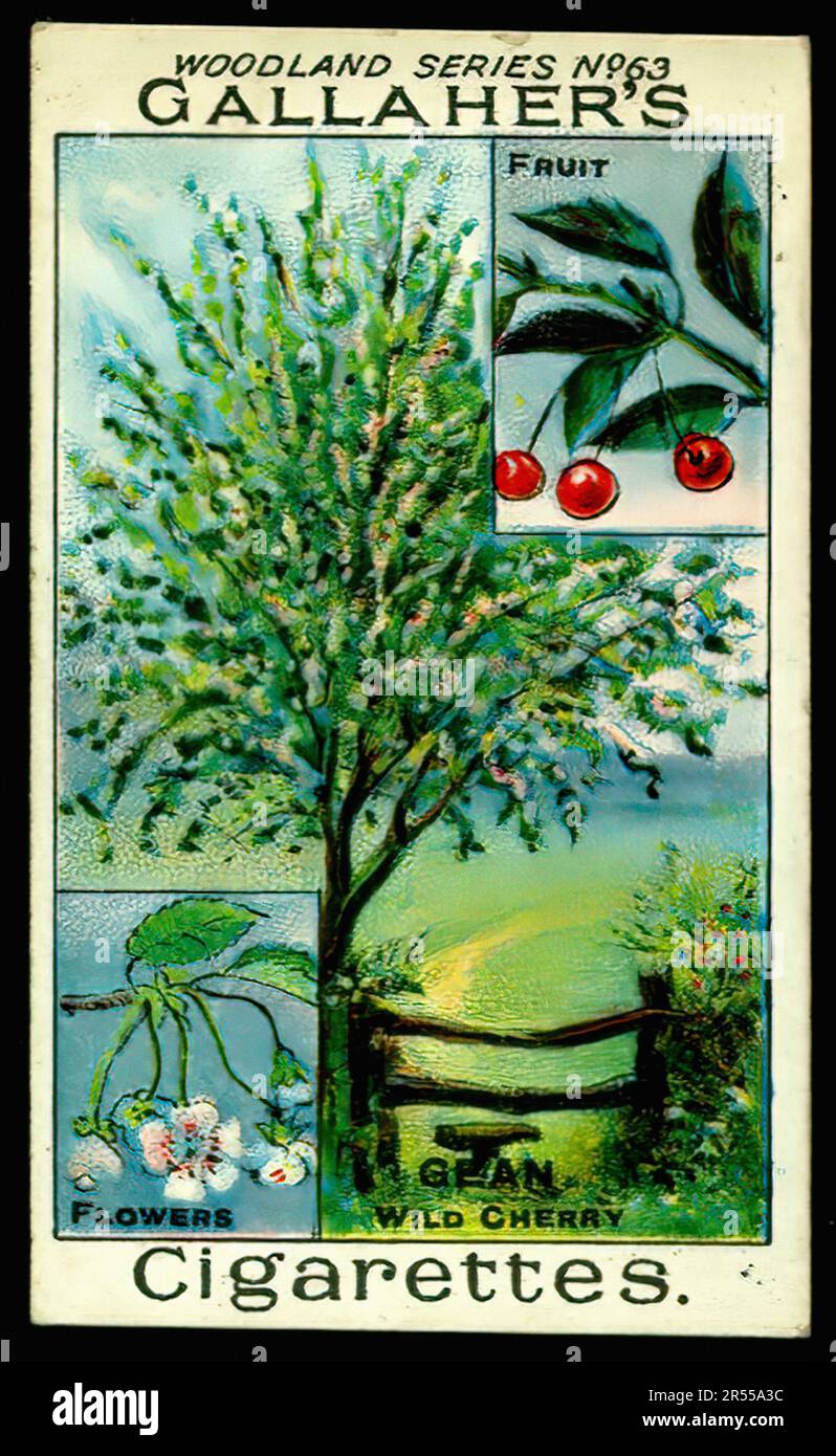 The Gean Tree - Vintage Cigarette Card Stock Photo - Alamy