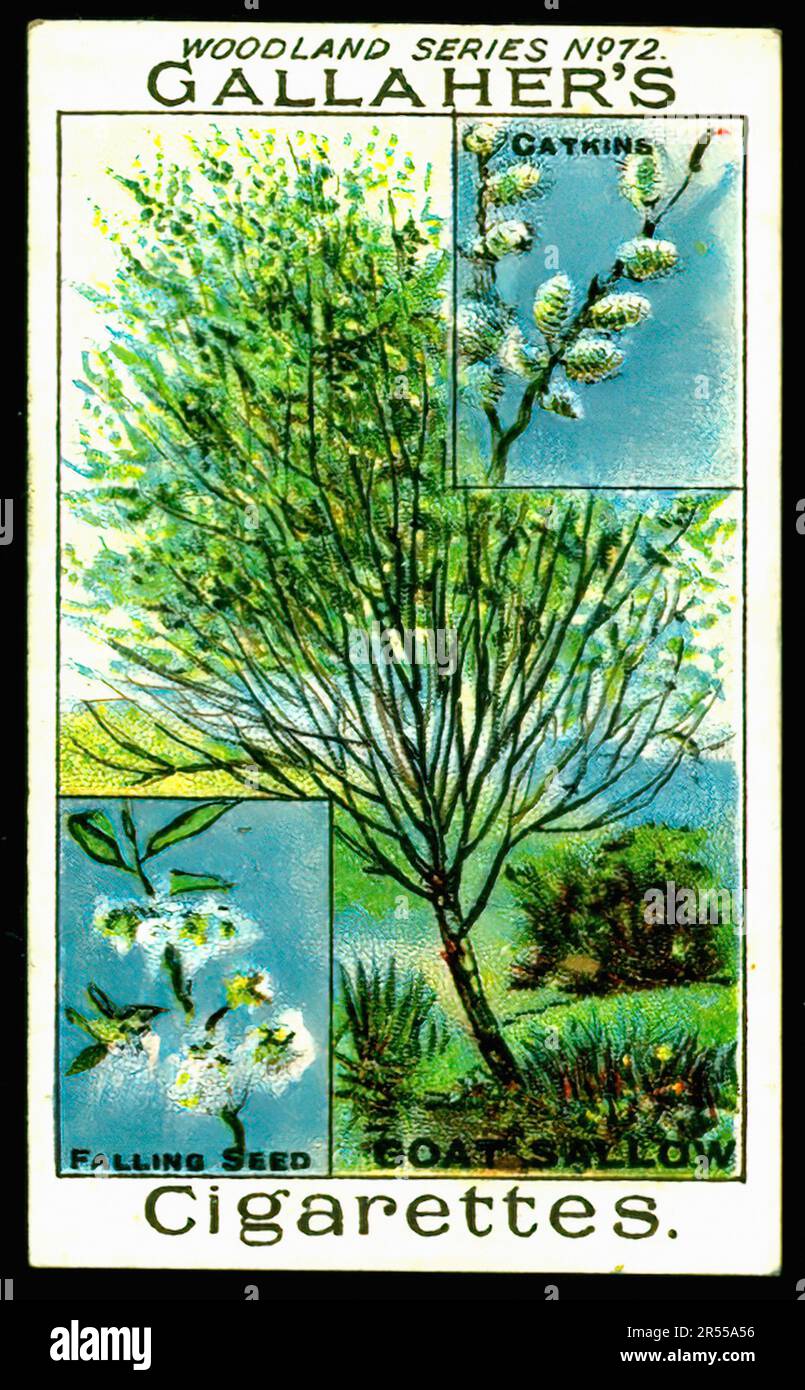The Goat Sallow Tree - Vintage Cigarette Card Stock Photo - Alamy