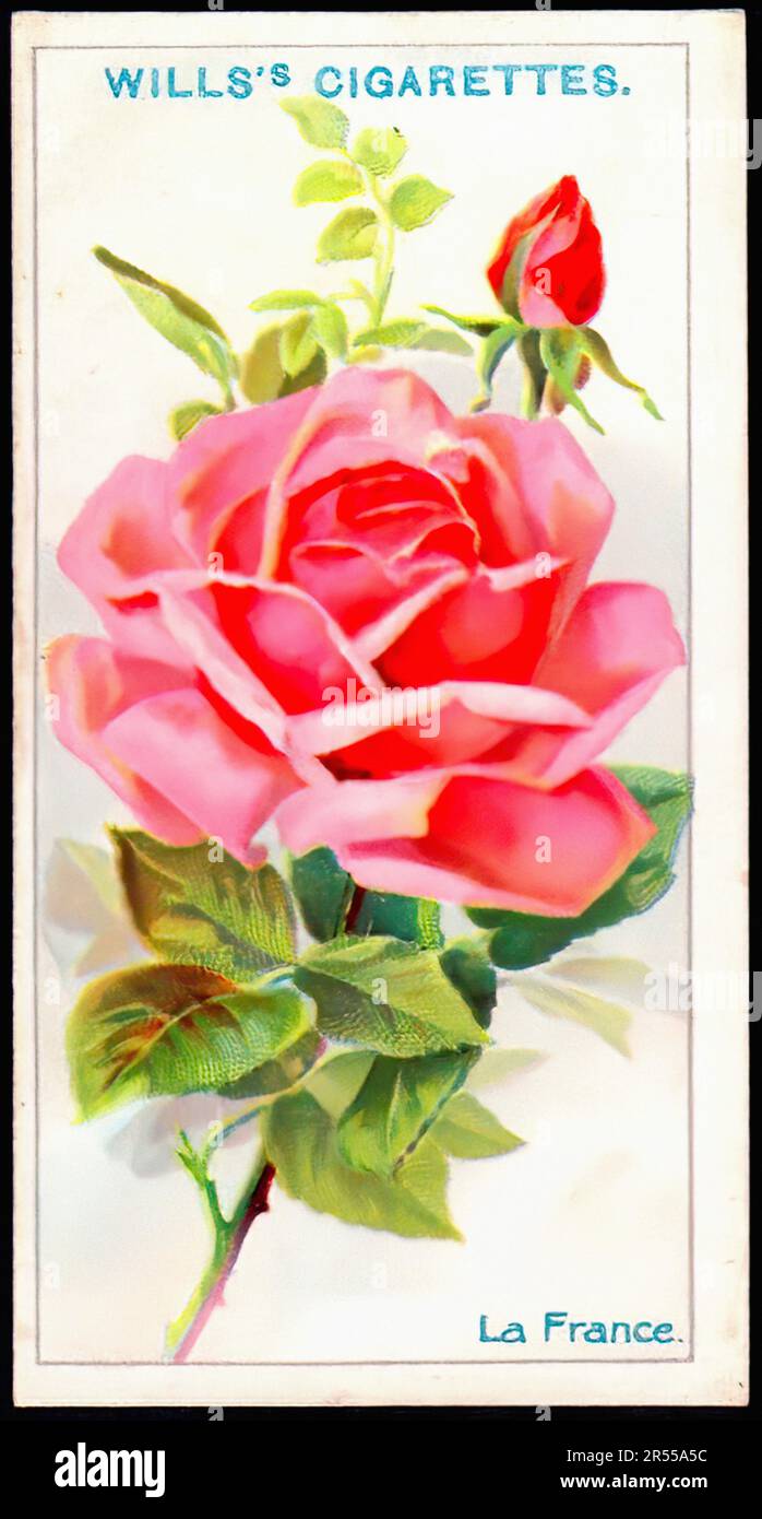 The La France Rose - Vintage Cigarette Card Stock Photo - Alamy