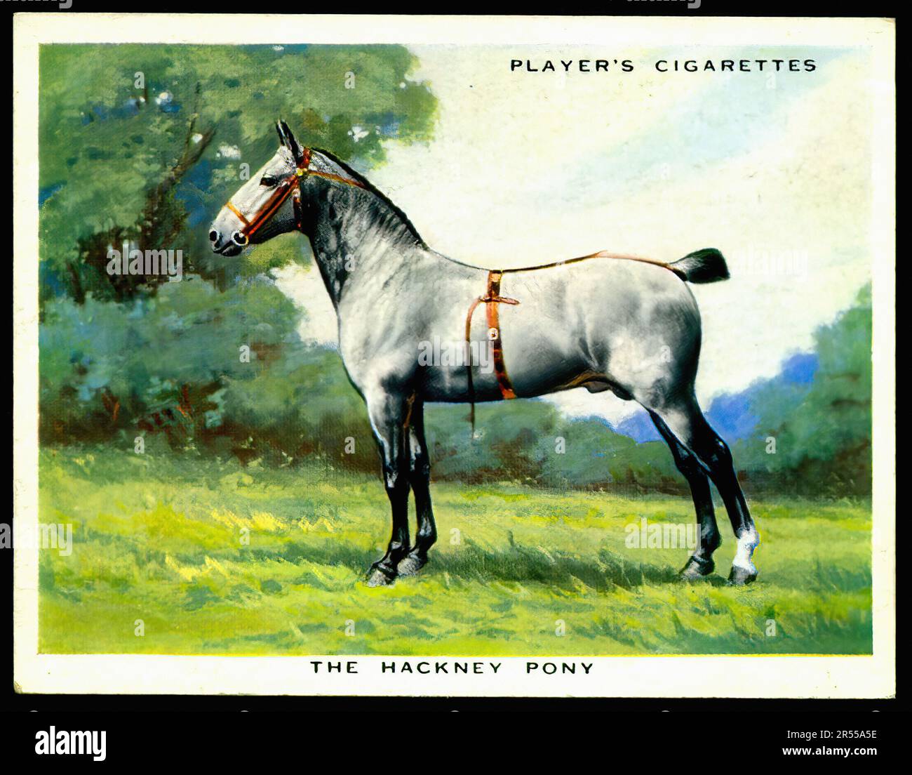 The Hackney Pony - Vintage Cigarette Card Stock Photo - Alamy