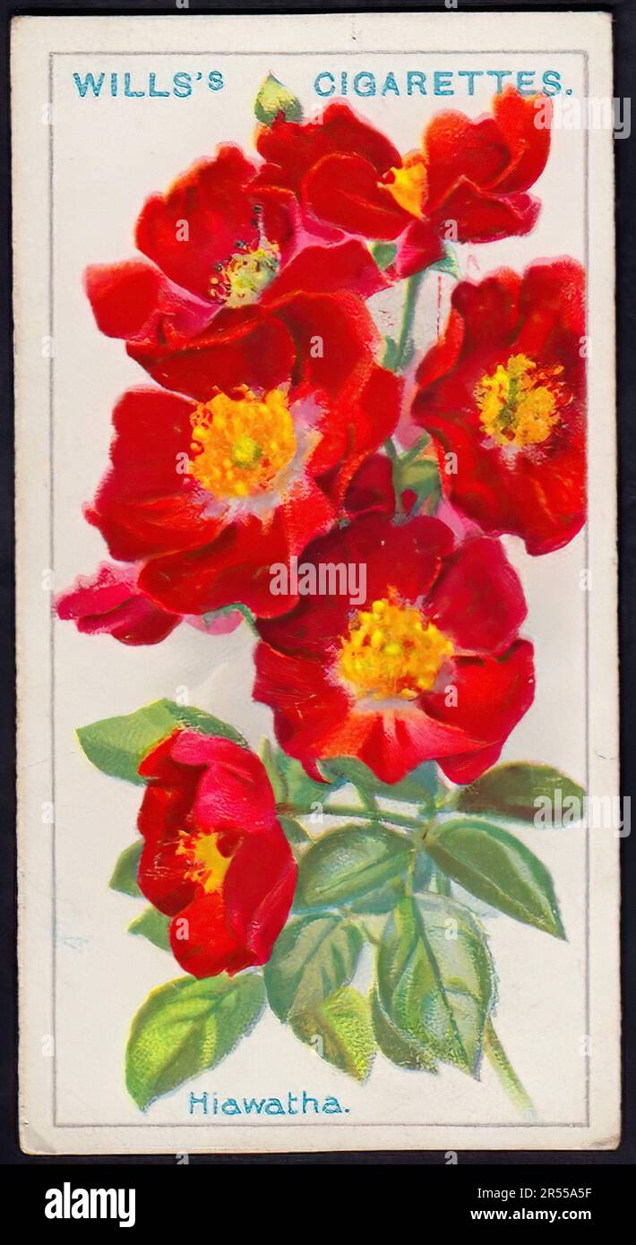 The Hiawatha Rose - Vintage Cigarette Card Stock Photo - Alamy