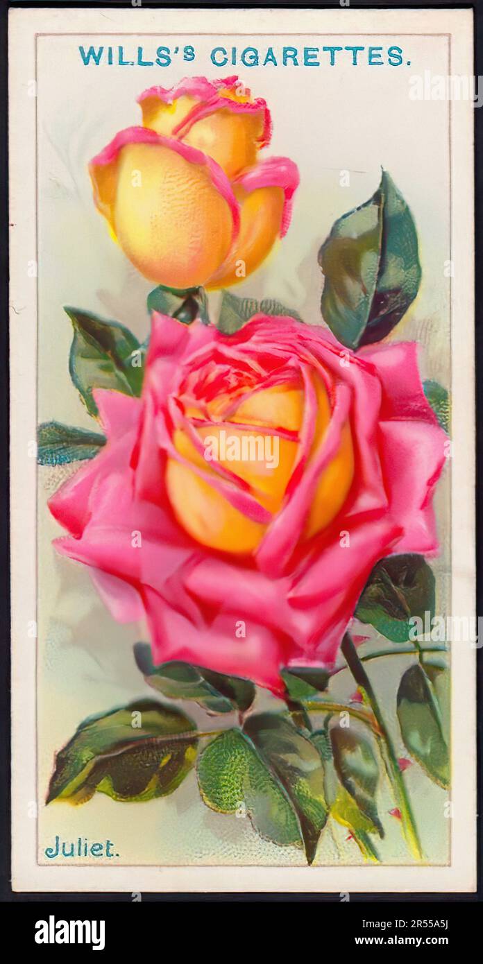 The Juliet Rose - Vintage Cigarette Card Stock Photo - Alamy