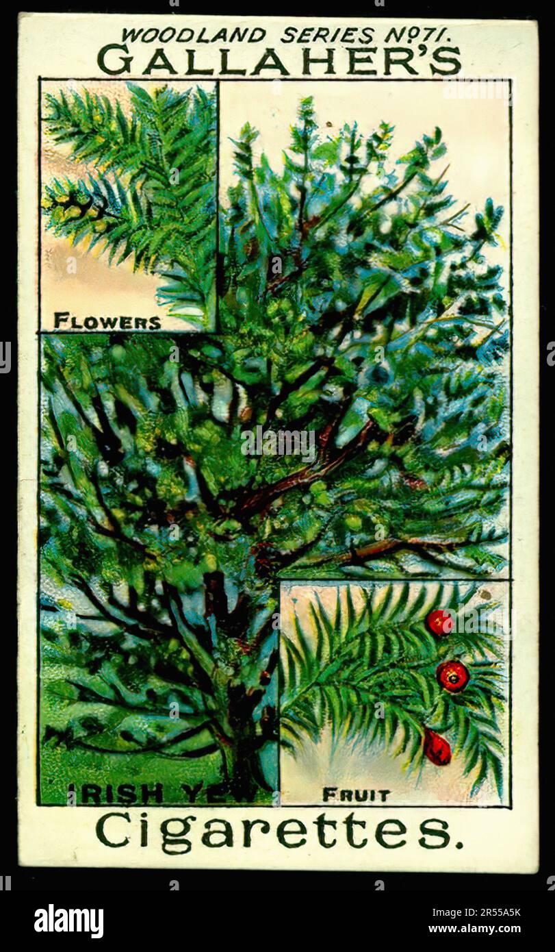 The Irish Yew Tree - Vintage Cigarette Card Stock Photo - Alamy