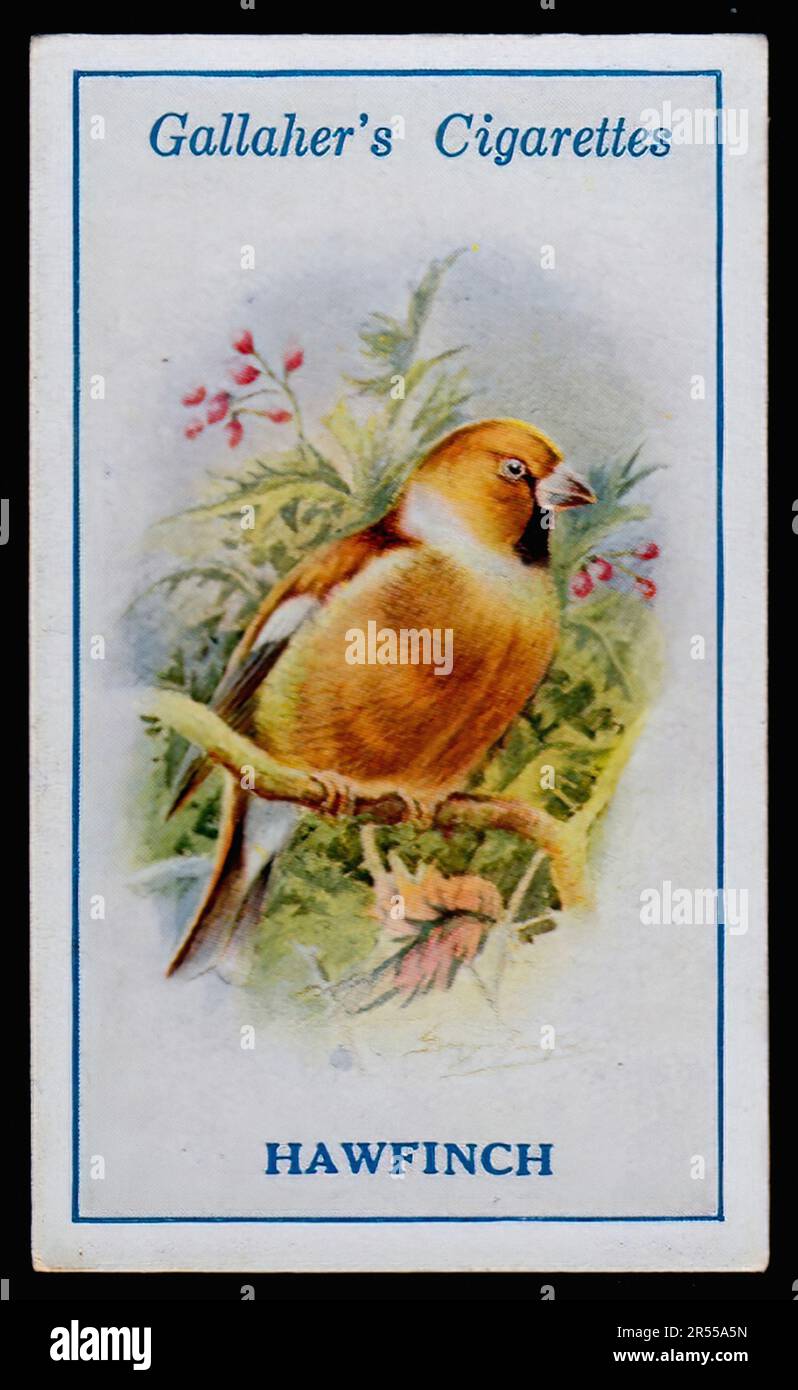 The Hawkfinch - Vintage Cigarette Card Stock Photo - Alamy