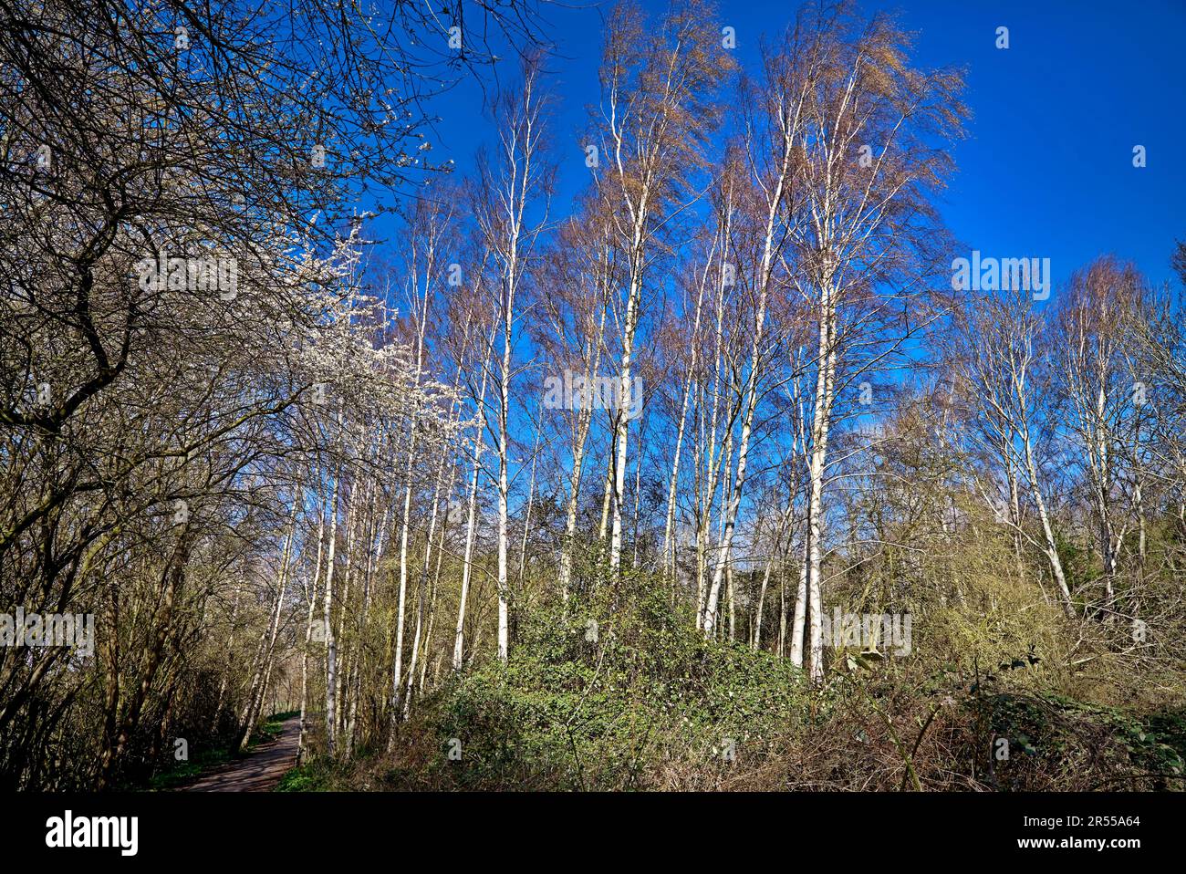 Silver birch tree Betula pendula European white birch. Winter England ...