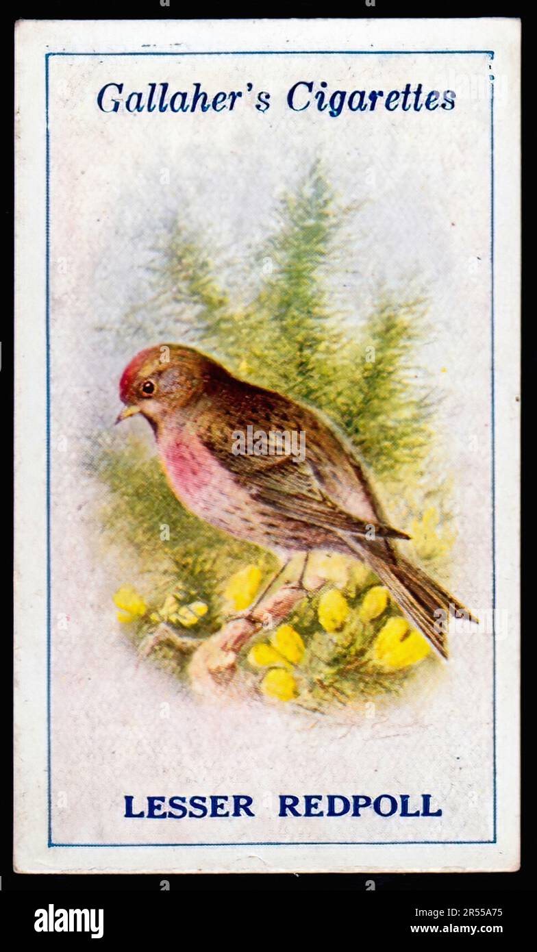 The Lesser Redpoll - Vintage Cigarette Card Stock Photo - Alamy