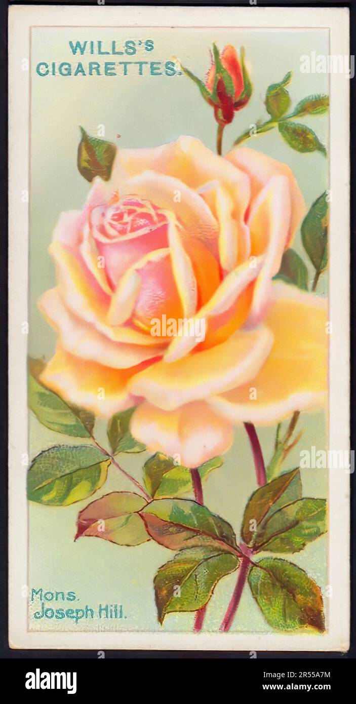 The Mons. Joseph Hill Rose - Vintage Cigarette Card Stock Photo - Alamy