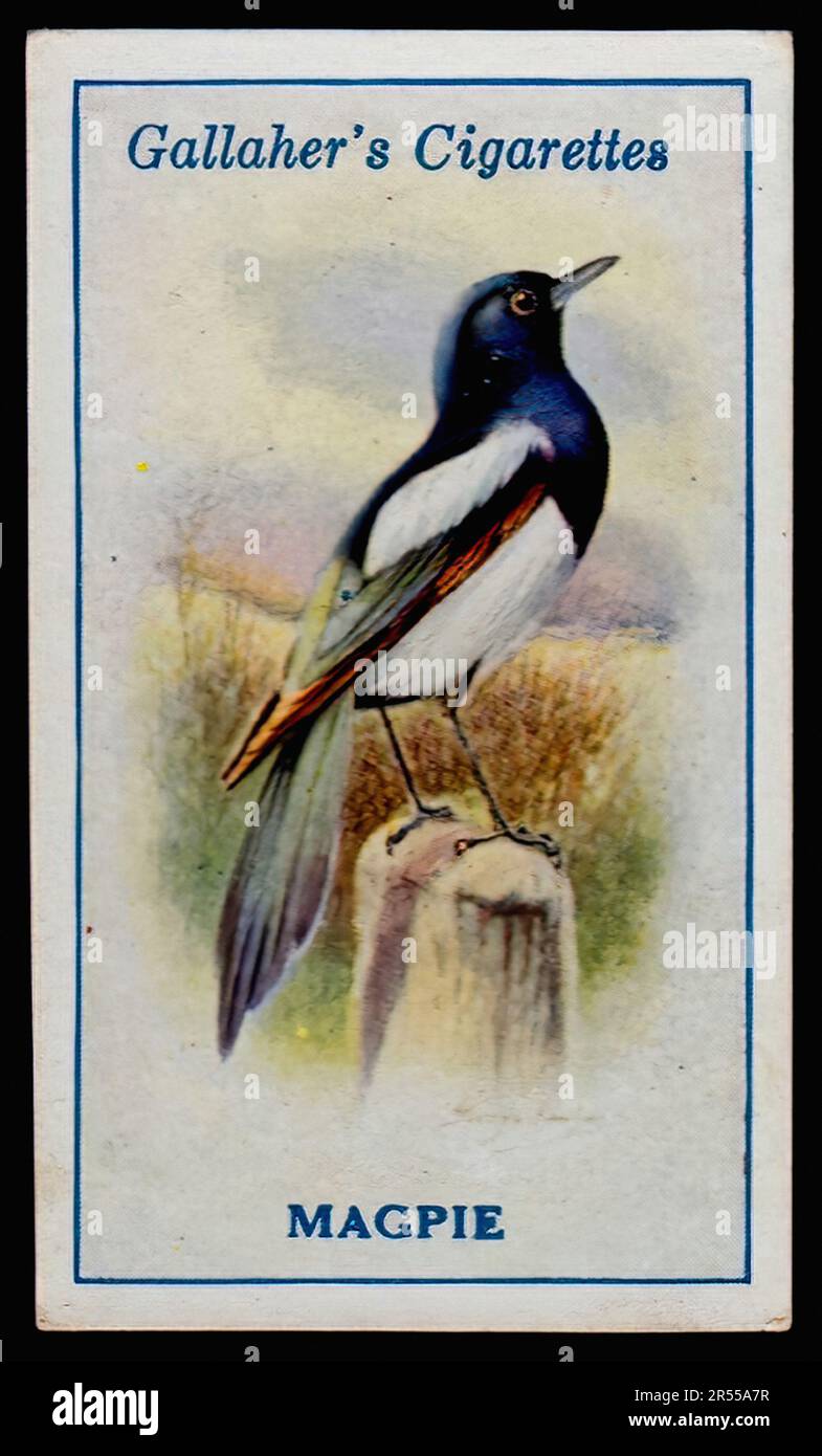 The Magpie - Vintage Cigarette Card Stock Photo - Alamy