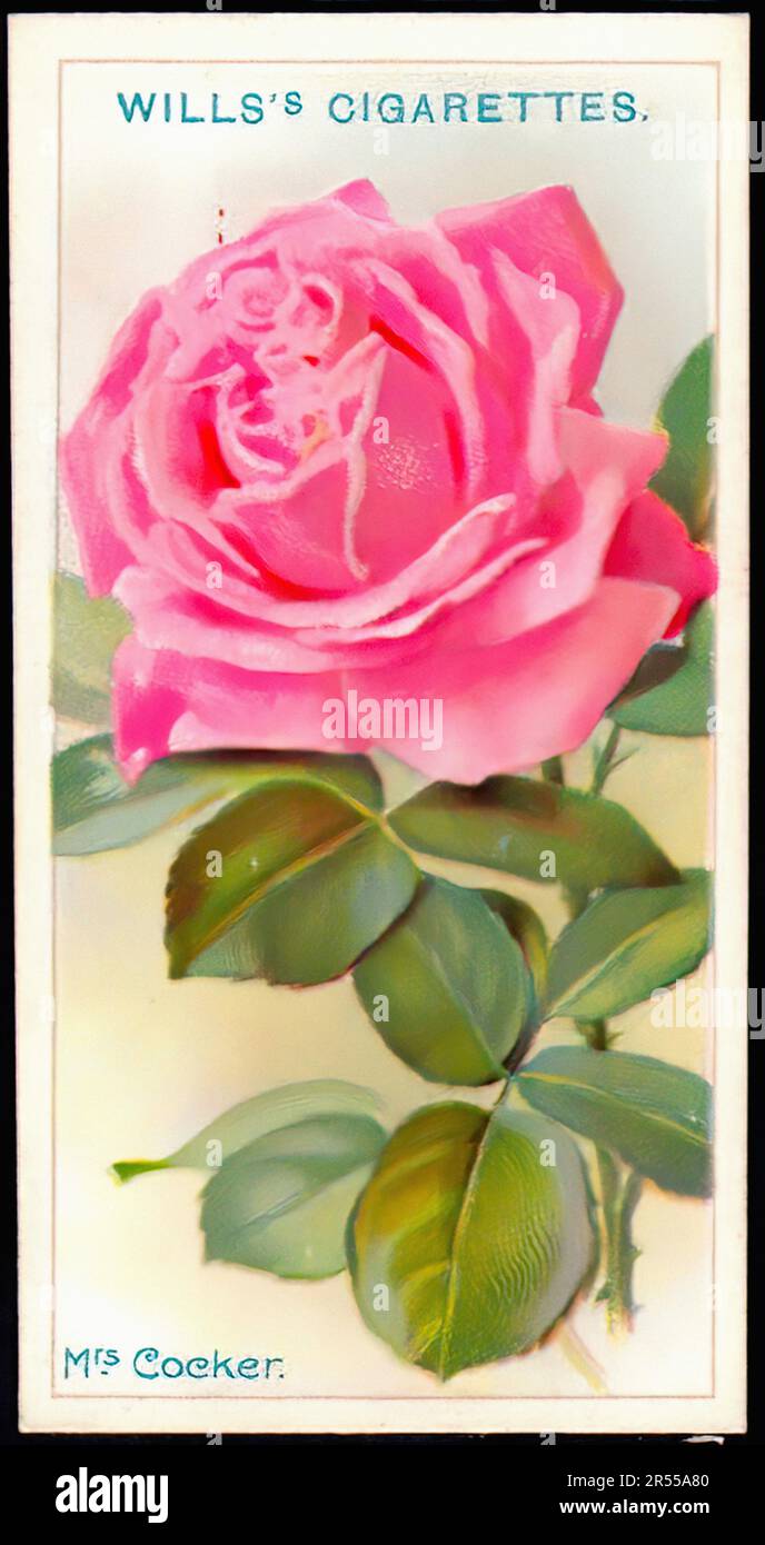 The Mrs Cocker Rose - Vintage Cigarette Card Stock Photo - Alamy