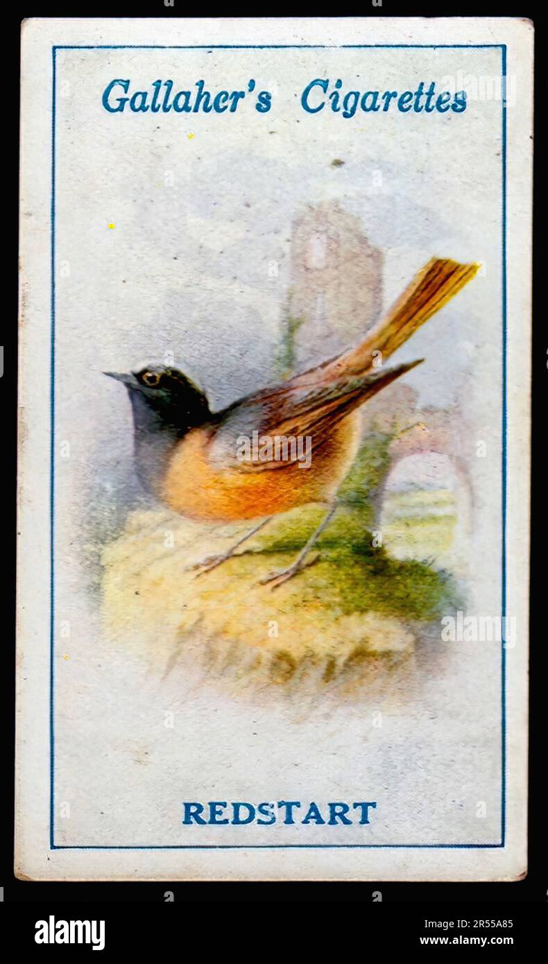 The Redstart - Vintage Cigarette Card Stock Photo - Alamy