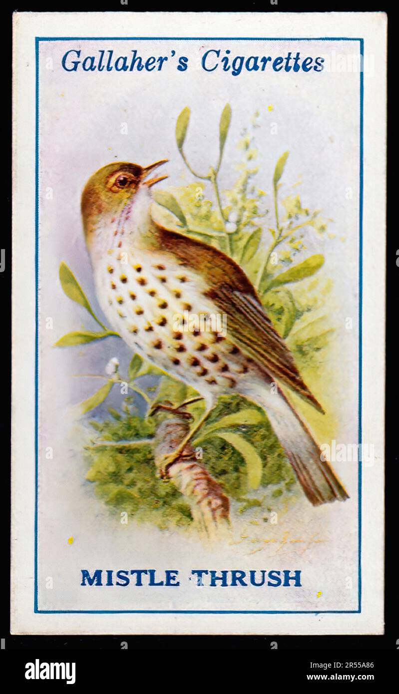 The Mistle Thrush - Vintage Cigarette Card Stock Photo - Alamy