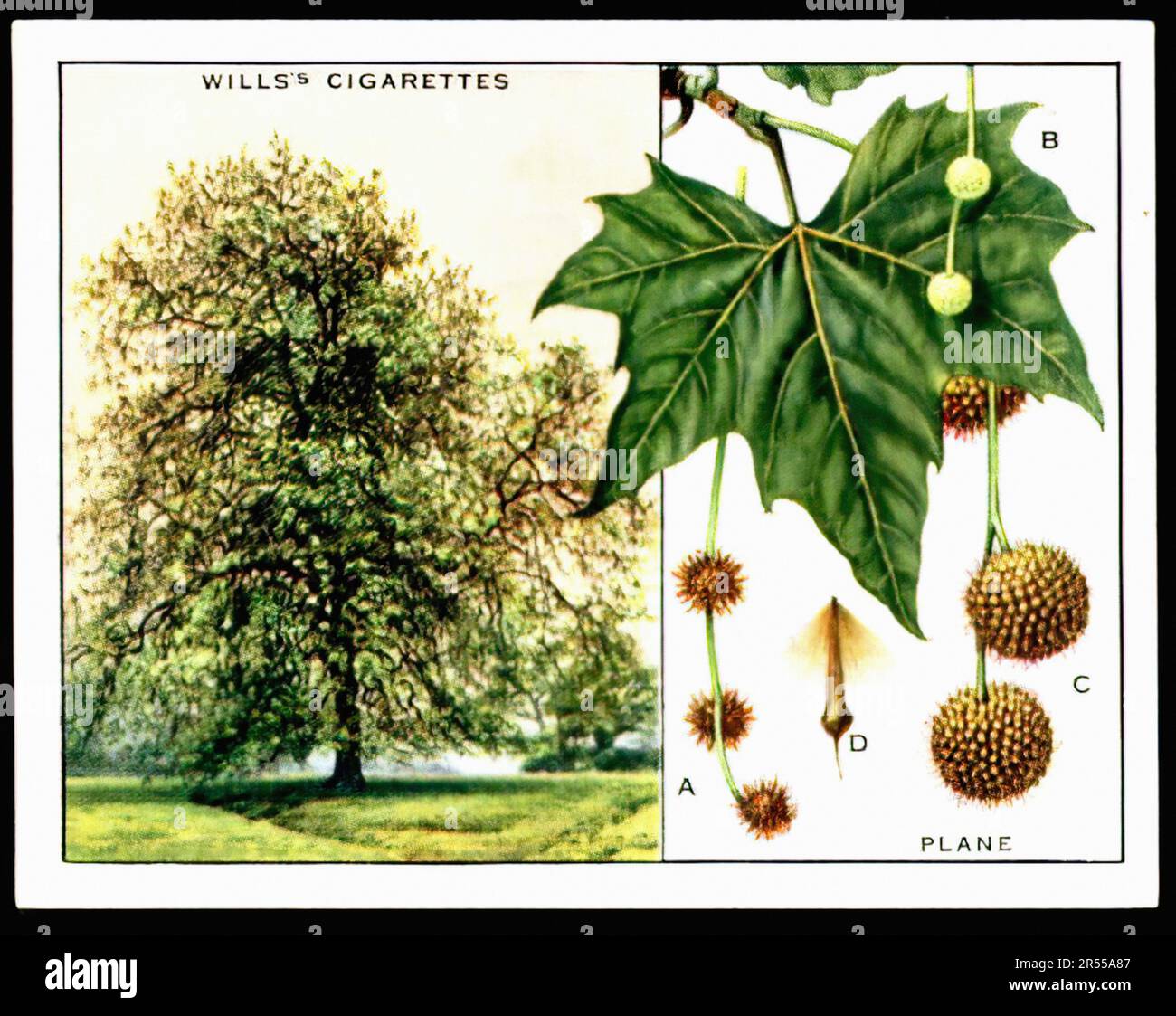 The Plane Tree - Vintage Cigarette Card Stock Photo - Alamy