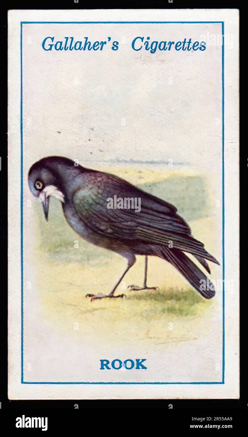 The Rook - Vintage Cigarette Card Stock Photo - Alamy