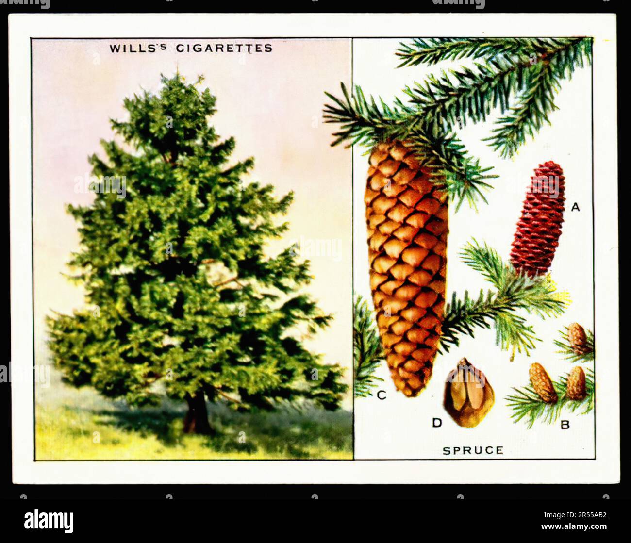 The Spruce Tree - Vintage Cigarette Card Stock Photo - Alamy