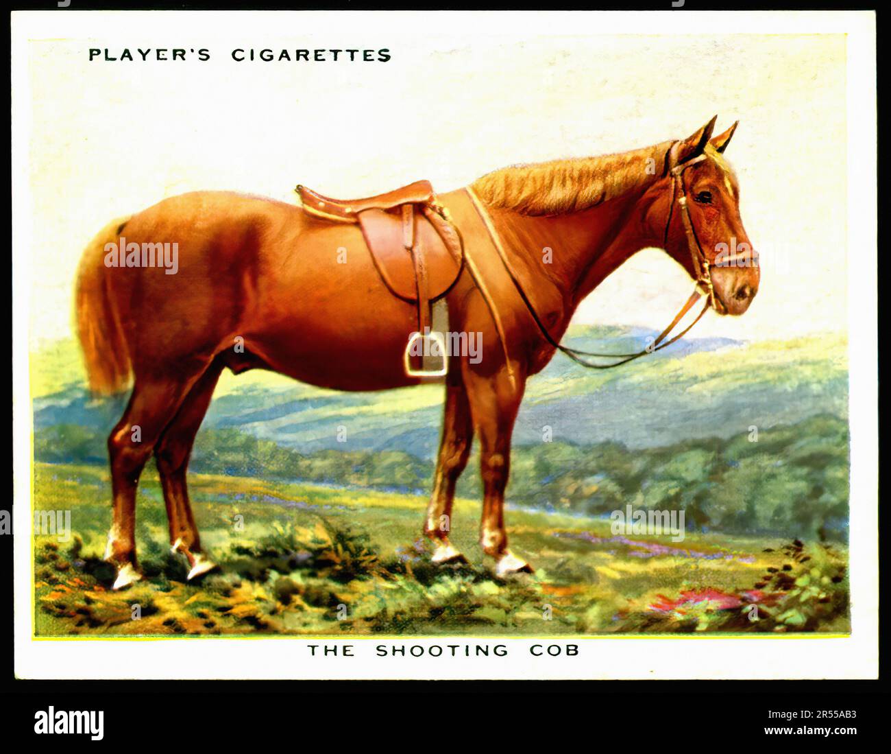 The Shooting Cob - Vintage Cigarette Card Stock Photo - Alamy