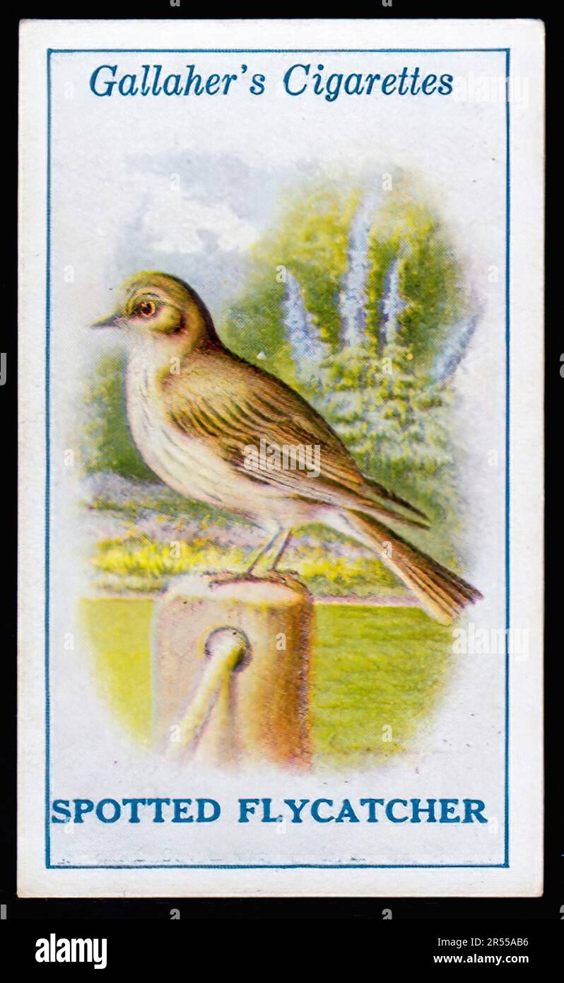 The Spotted Flycatcher - Vintage Cigarette Card Stock Photo - Alamy
