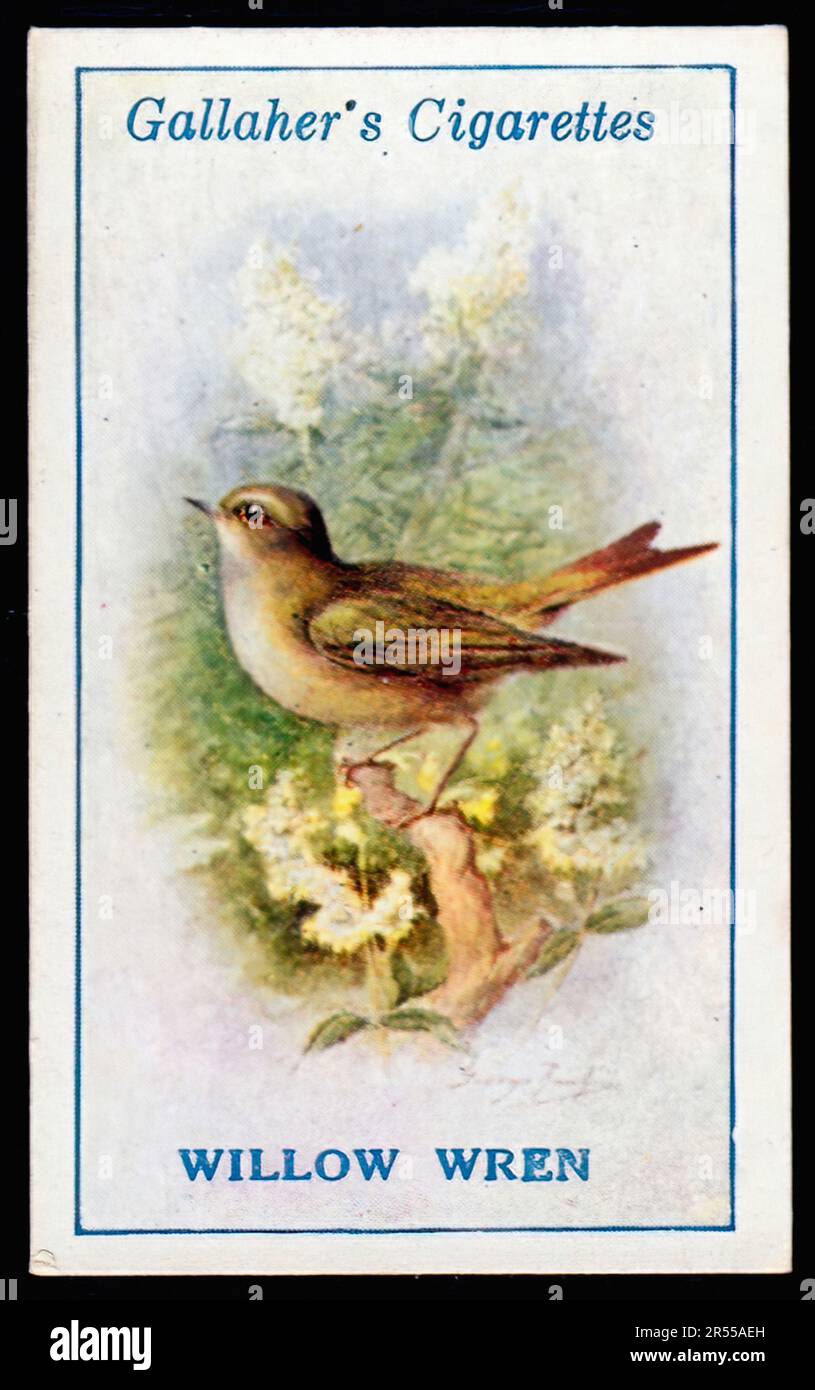 The Willow Wren - Vintage Cigarette Card Stock Photo - Alamy