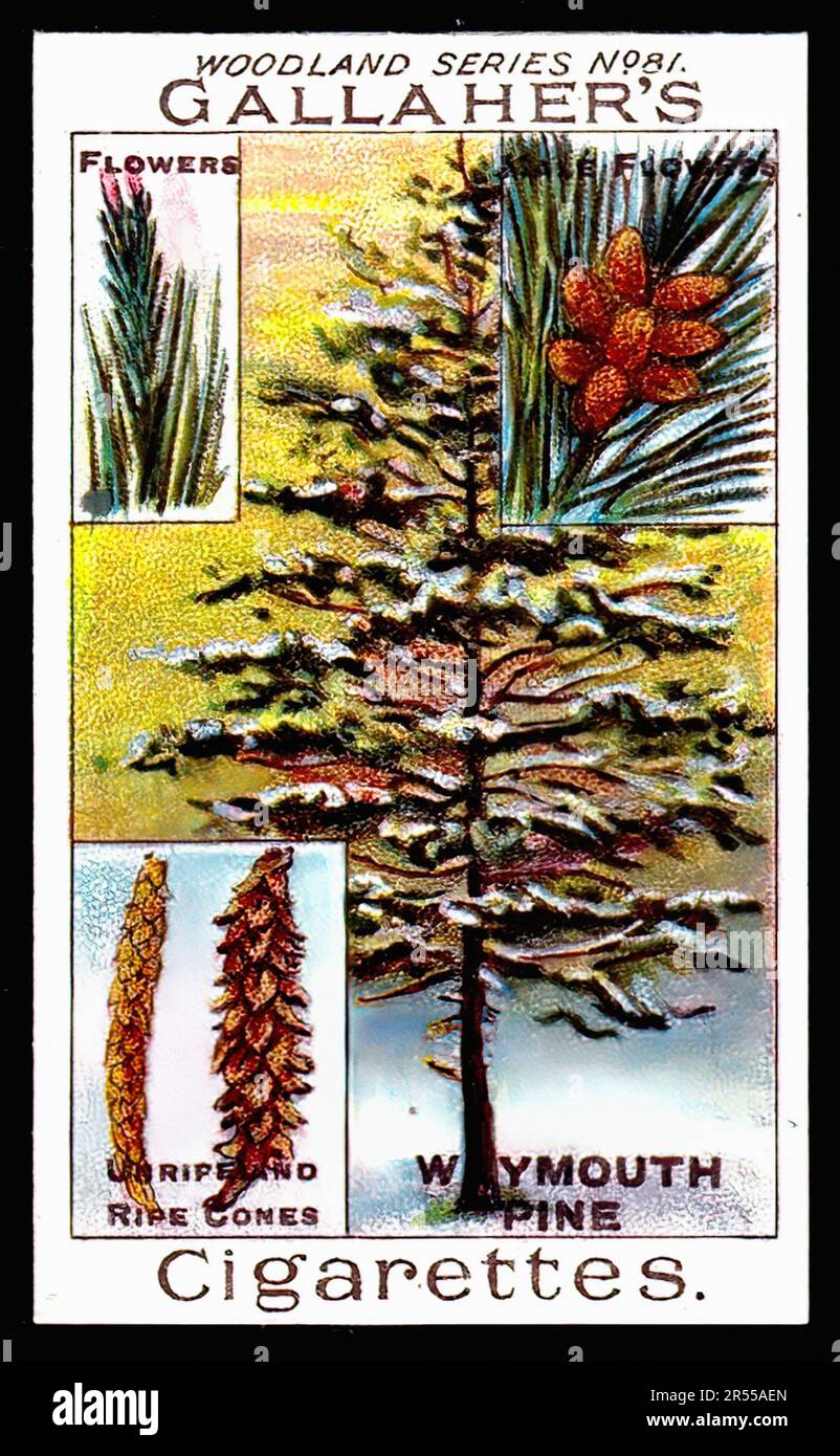 The Weymouth Pine - Vintage Cigarette Card Stock Photo - Alamy