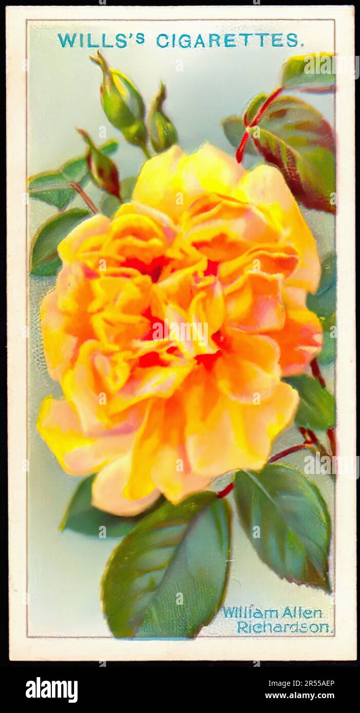 The William Allen Richardson Rose - Vintage Cigarette Card Stock Photo ...