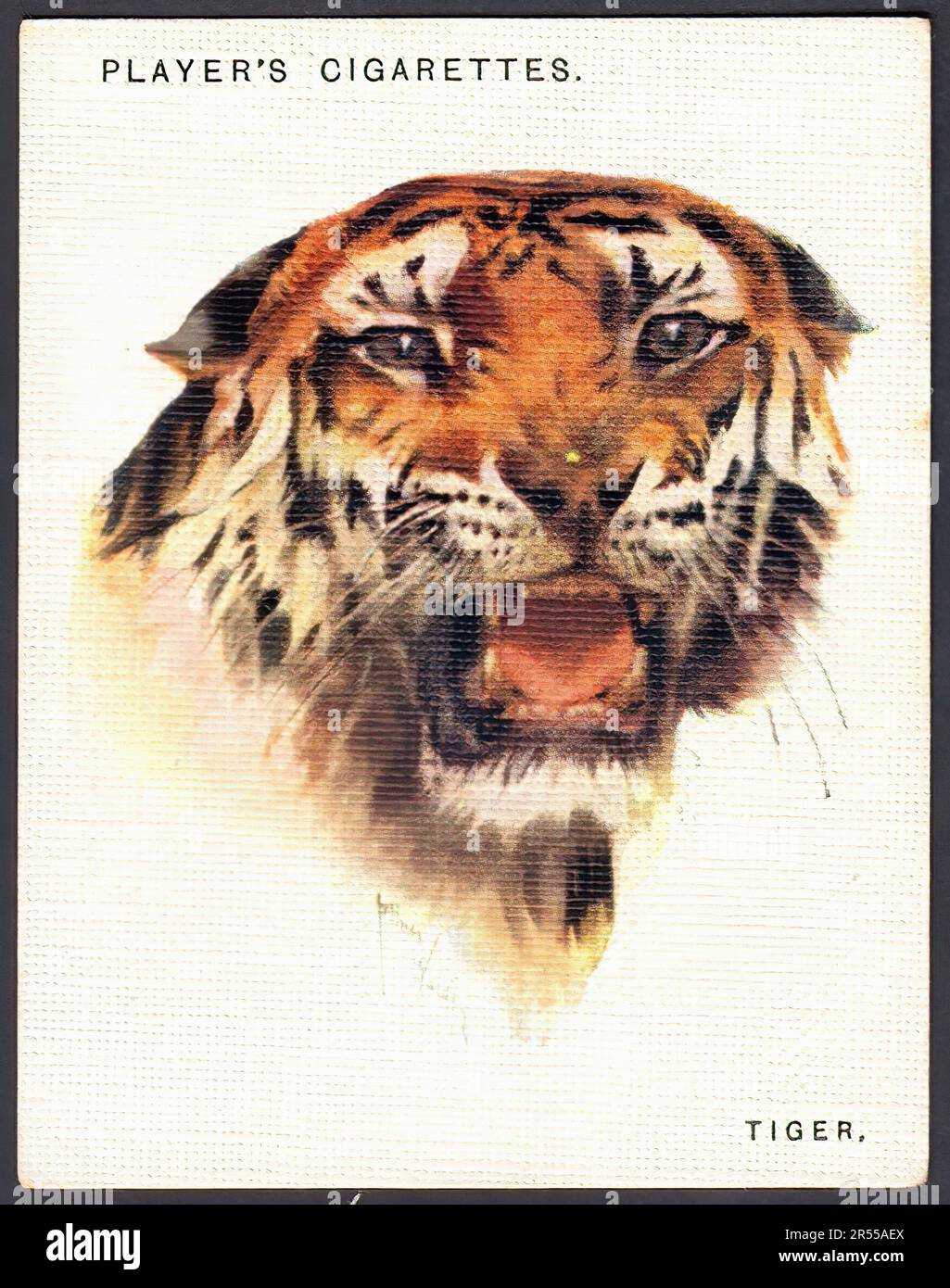 Tiger - Vintage Cigarette Card Stock Photo - Alamy