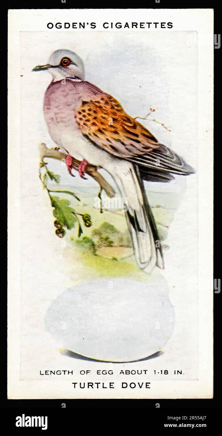 Turtle Dove - Vintage Cigarette Card Stock Photo - Alamy