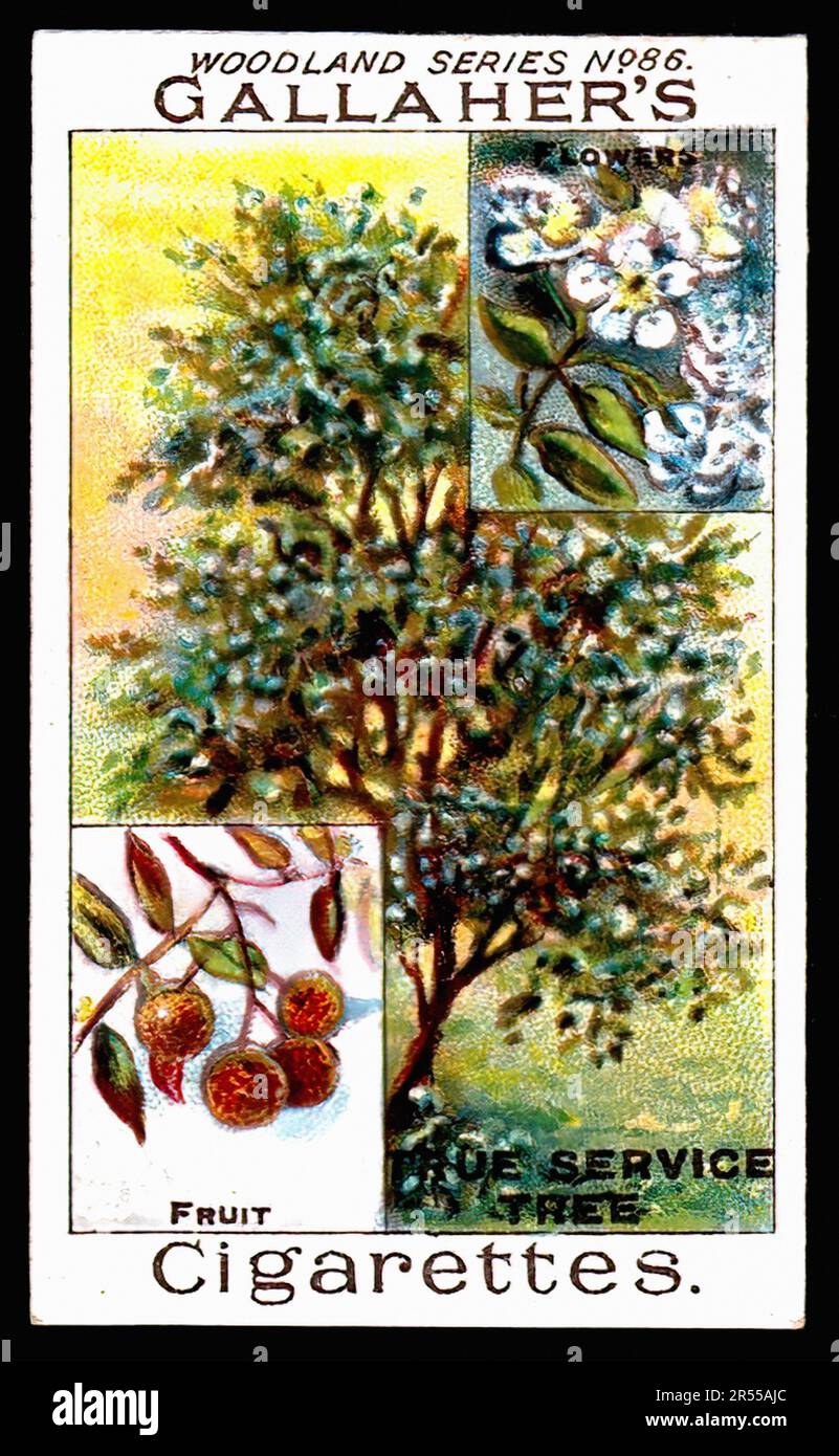 True service tree hi-res stock photography and images - Alamy