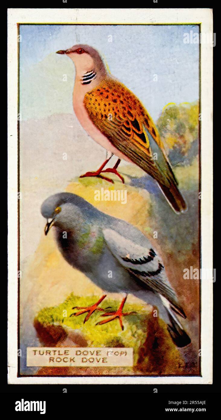 Turtle and Rock Doves - Vintage Cigarette Card Stock Photo - Alamy