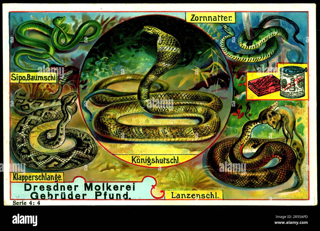 Education about snakes hi-res stock photography and images - Alamy