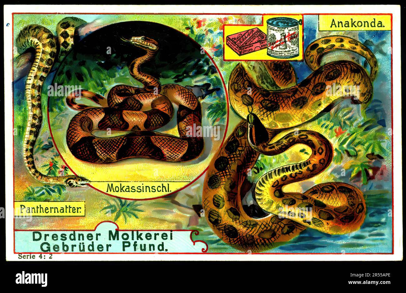 Types of Snakes - Vintage German Tradecard Stock Photo - Alamy