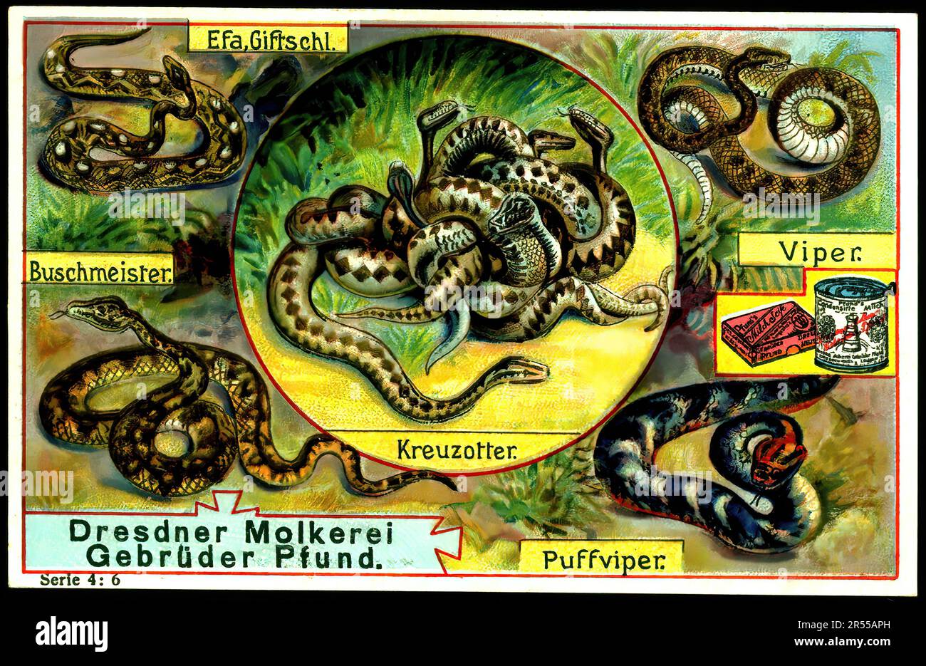 Types of Snakes - Vintage German Tradecard Stock Photo - Alamy