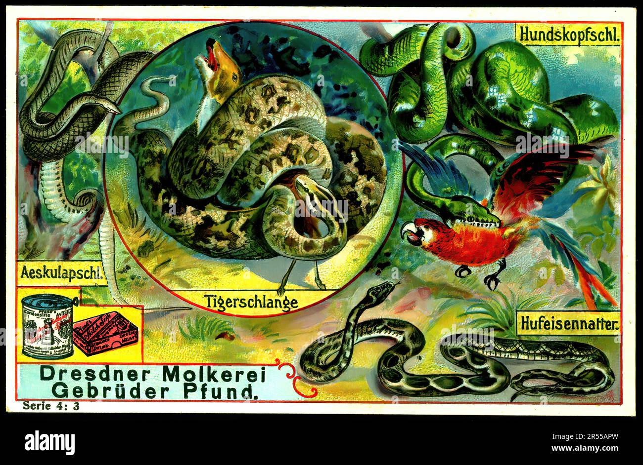Types of Snakes - Vintage German Tradecard Stock Photo - Alamy