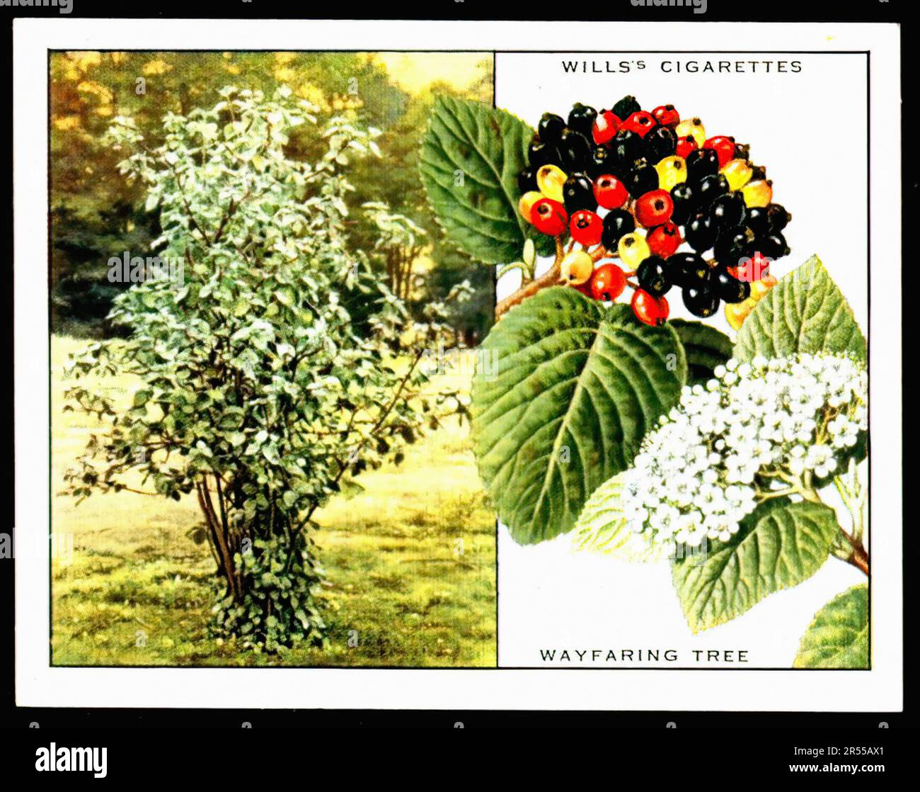 Wayfaring Tree - Vintage Cigarette Card Stock Photo - Alamy