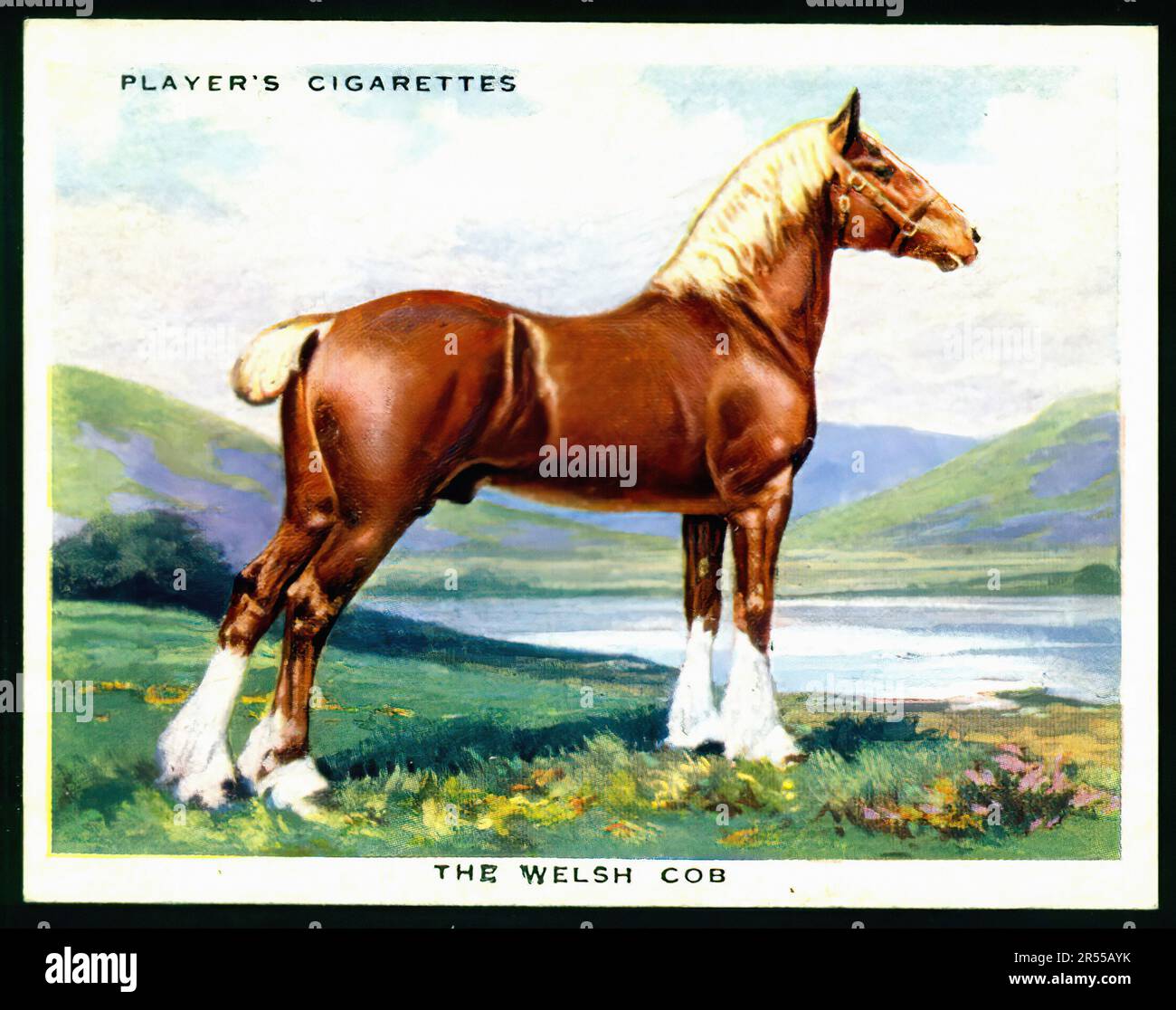 Welsh Cob - Vintage Cigarette Card Stock Photo - Alamy