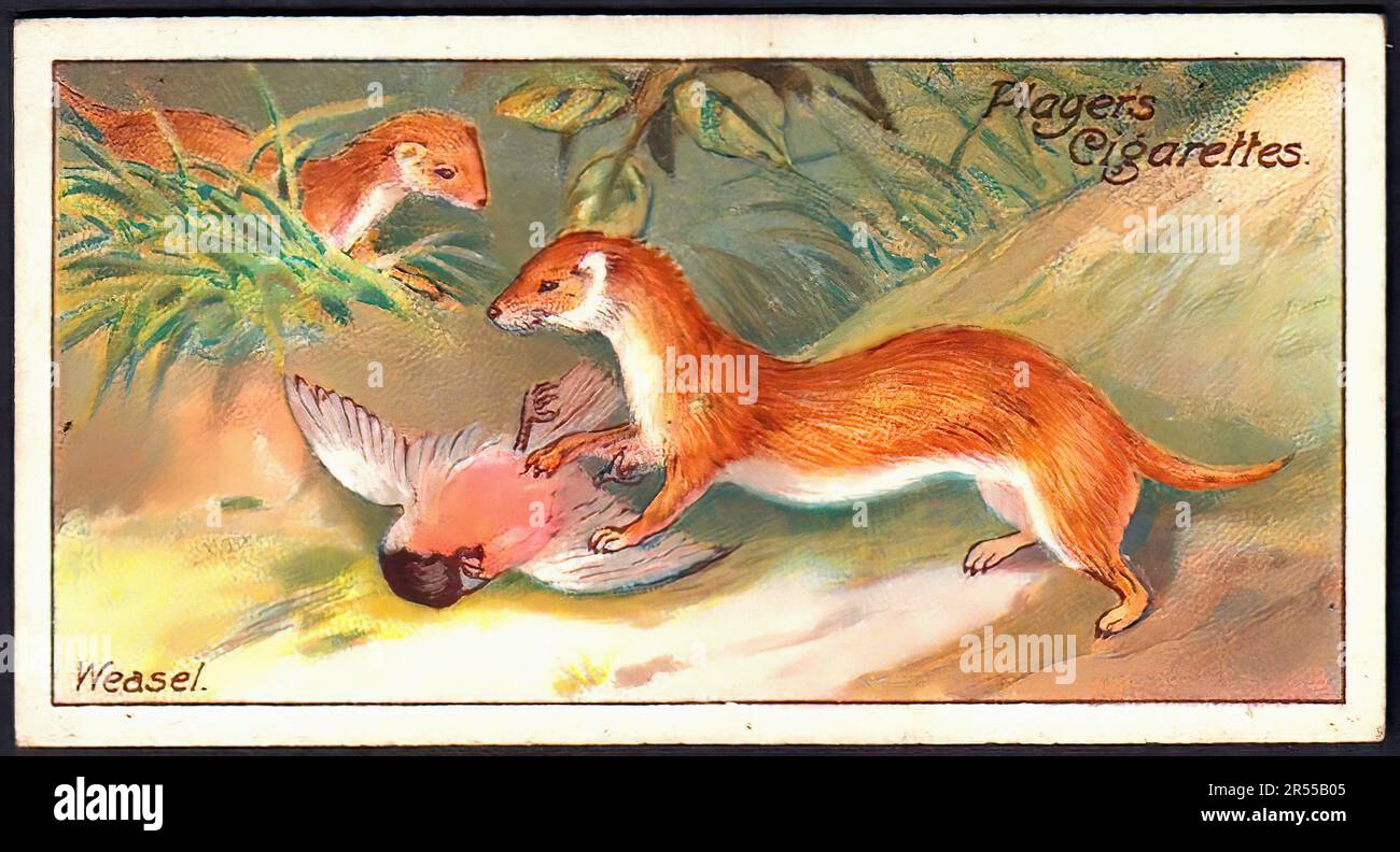 Weasel - Vintage Cigarette Card Stock Photo - Alamy