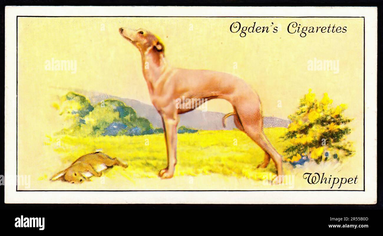 Whippet - Vintage Cigarette Card Stock Photo - Alamy