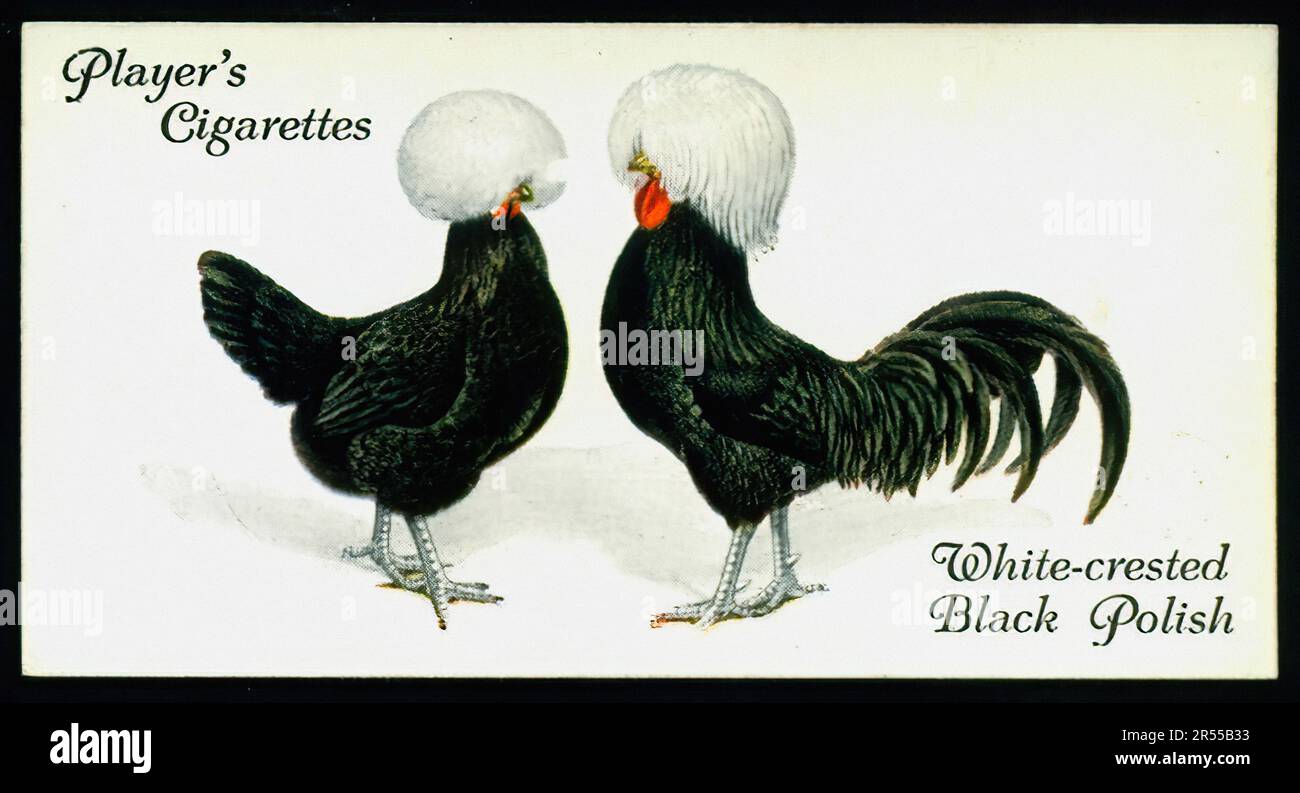 White-Crested Black Polish - Vintage Cigarette Card Stock Photo - Alamy