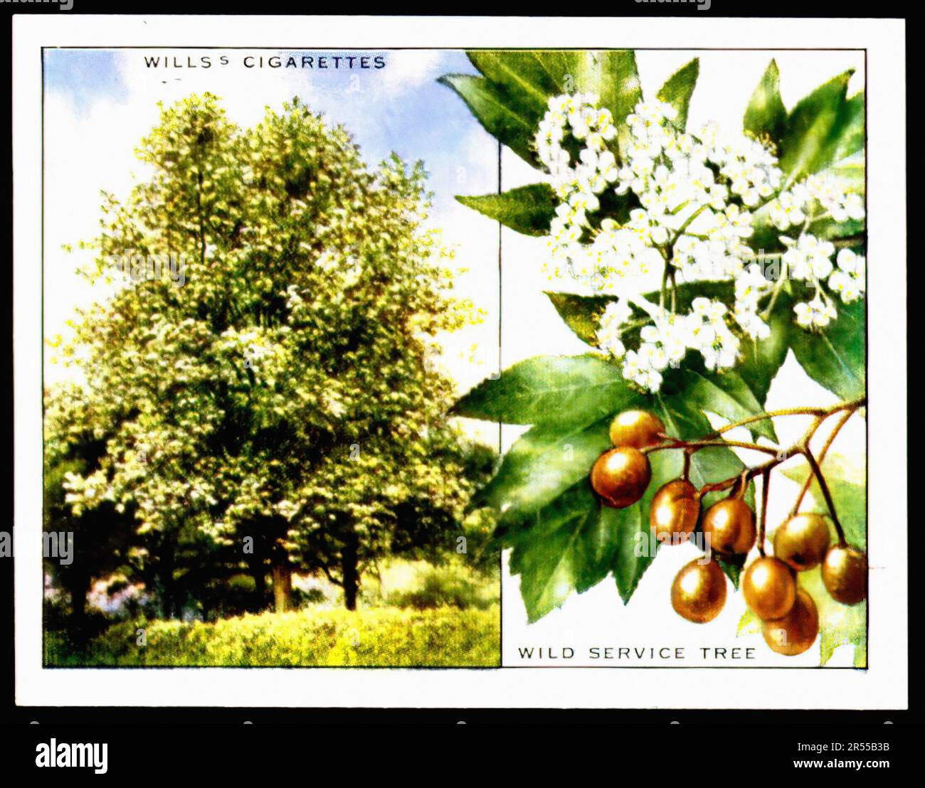 Wild Service Tree - Vintage Cigarette Card Stock Photo - Alamy